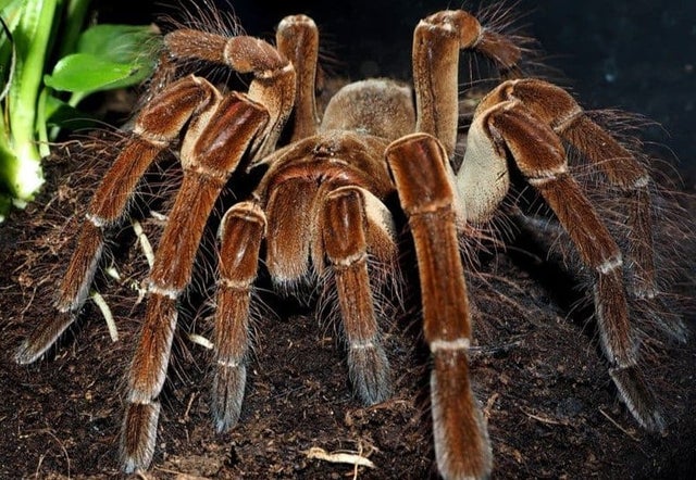 SUB ADULT and ADULT tarantulas | Exotic's @ Heart Ltd