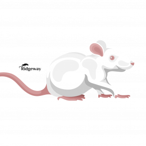 Shop All | Exotic's @ Heart Ltd